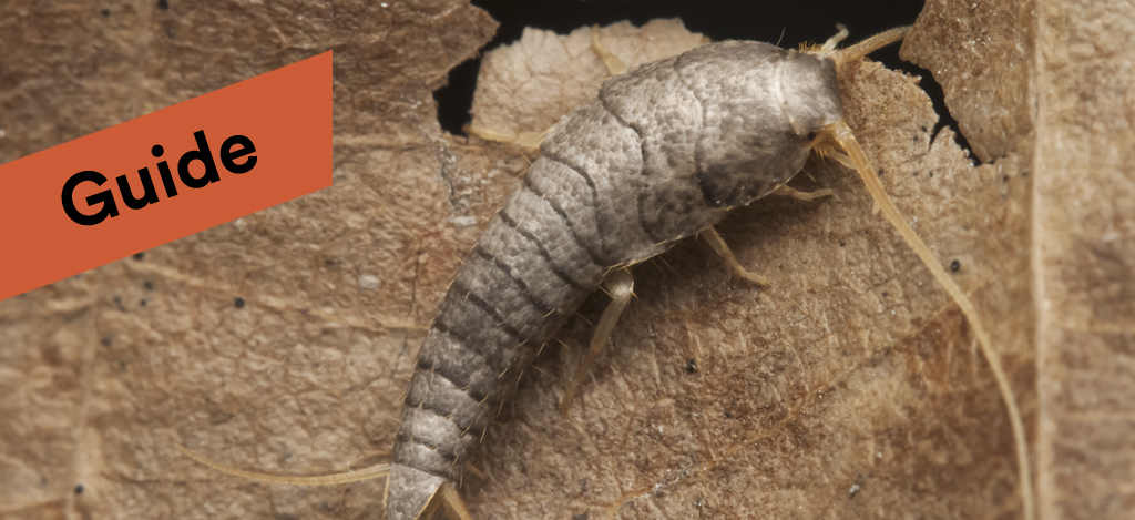 Sokeritoukka - Stick.fi